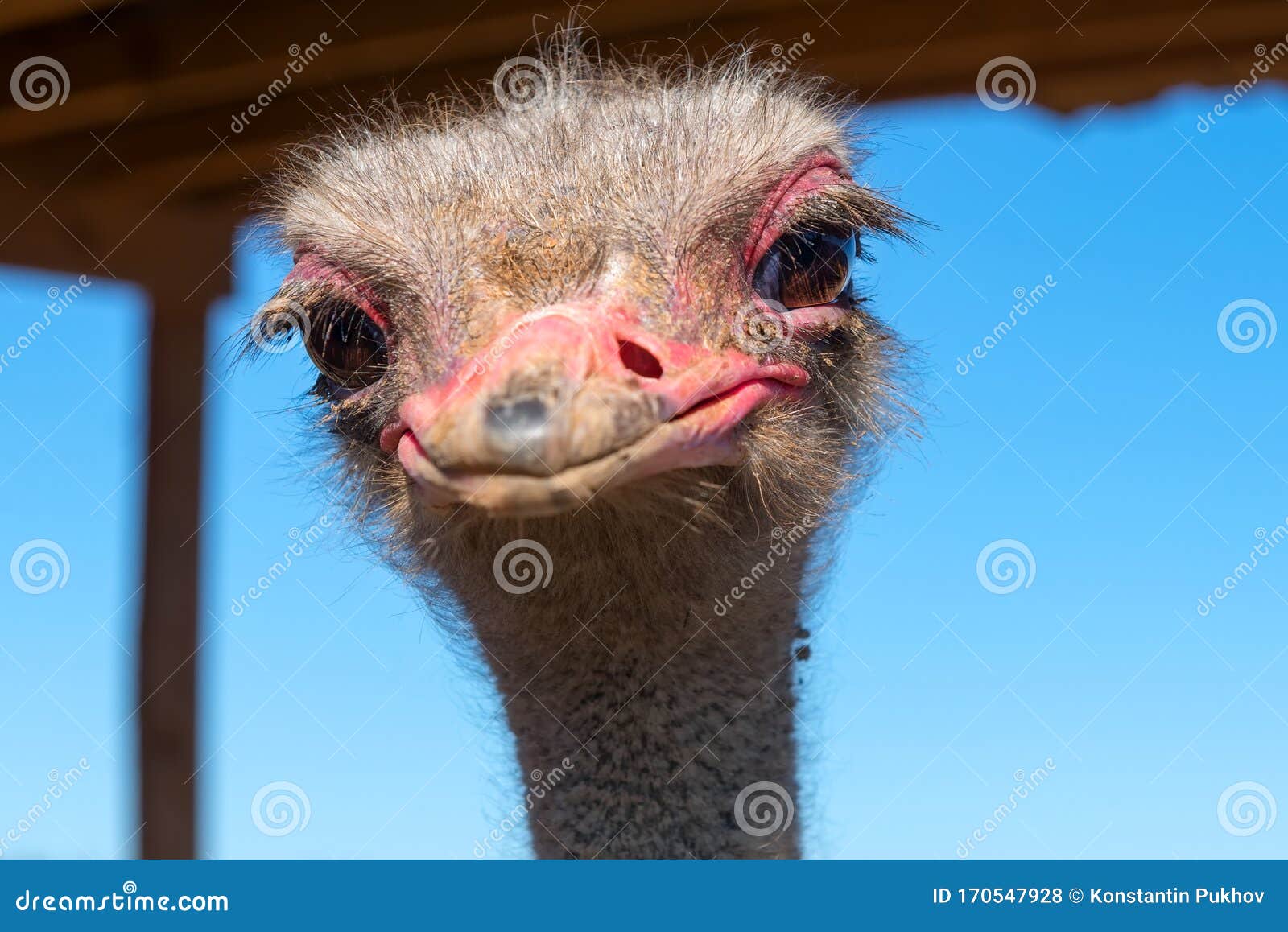 Ostrich smile stock photo. Image of animal, livestock - 170547928