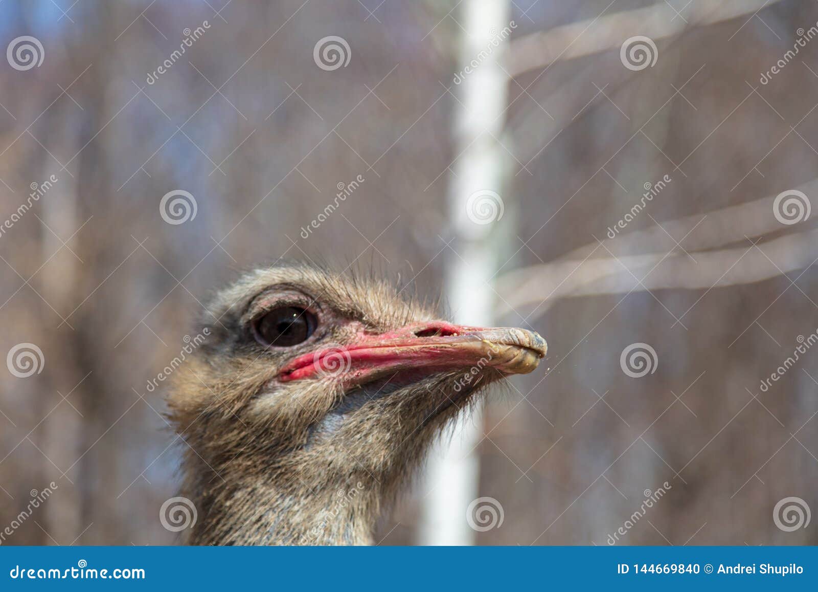 Portrait of an Ostrich in Nature Stock Photo - Image of ostrich ...