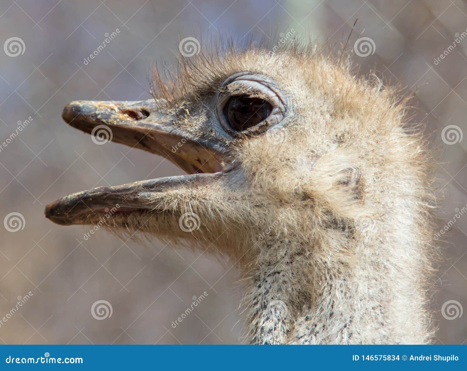 Portrait of an Ostrich in Nature Stock Photo - Image of animal, funny ...