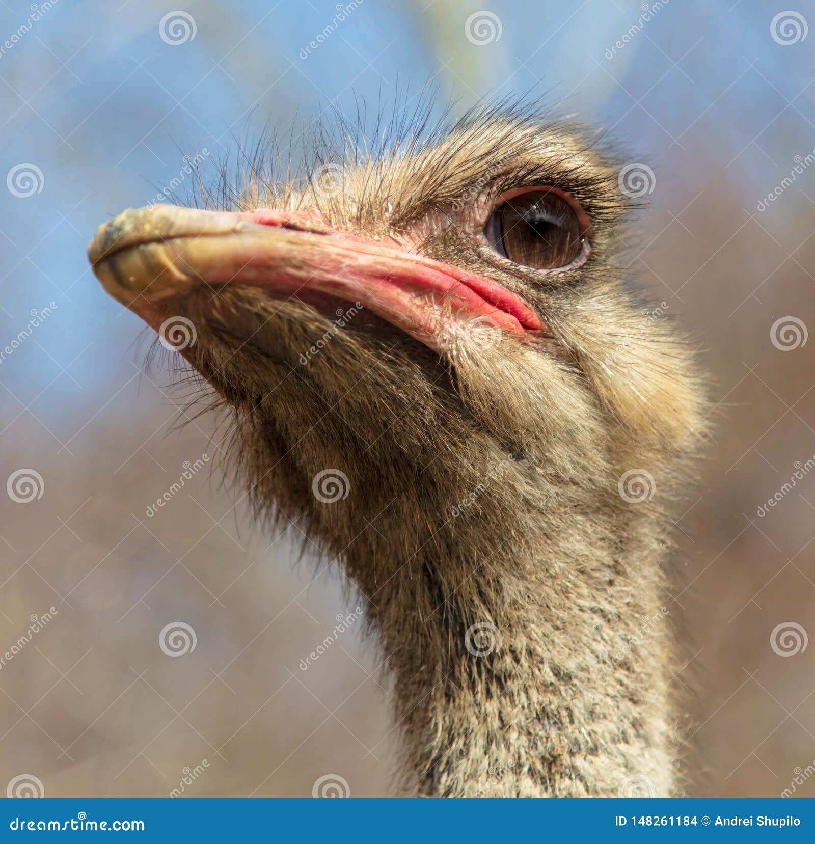 Portrait of an Ostrich in Nature Stock Photo - Image of nature, animal ...