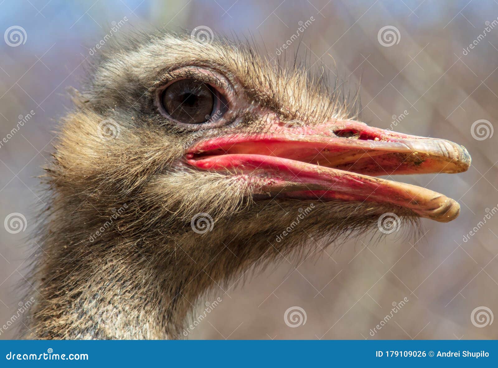 Portrait of an Ostrich in Nature Stock Photo - Image of farm, animal ...