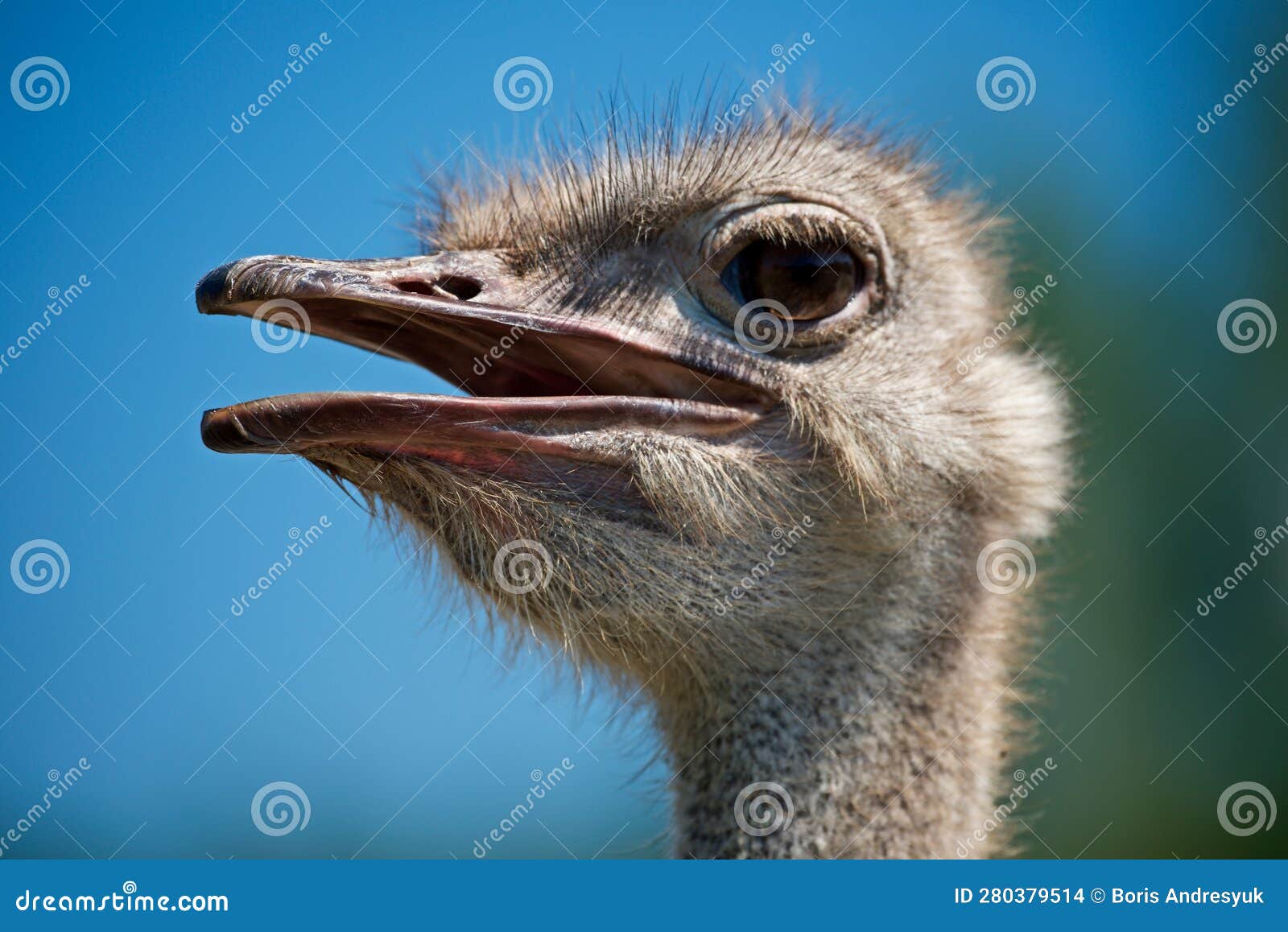 Portrait of an Ostrich with an Open Beak Stock Photo - Image of duck ...