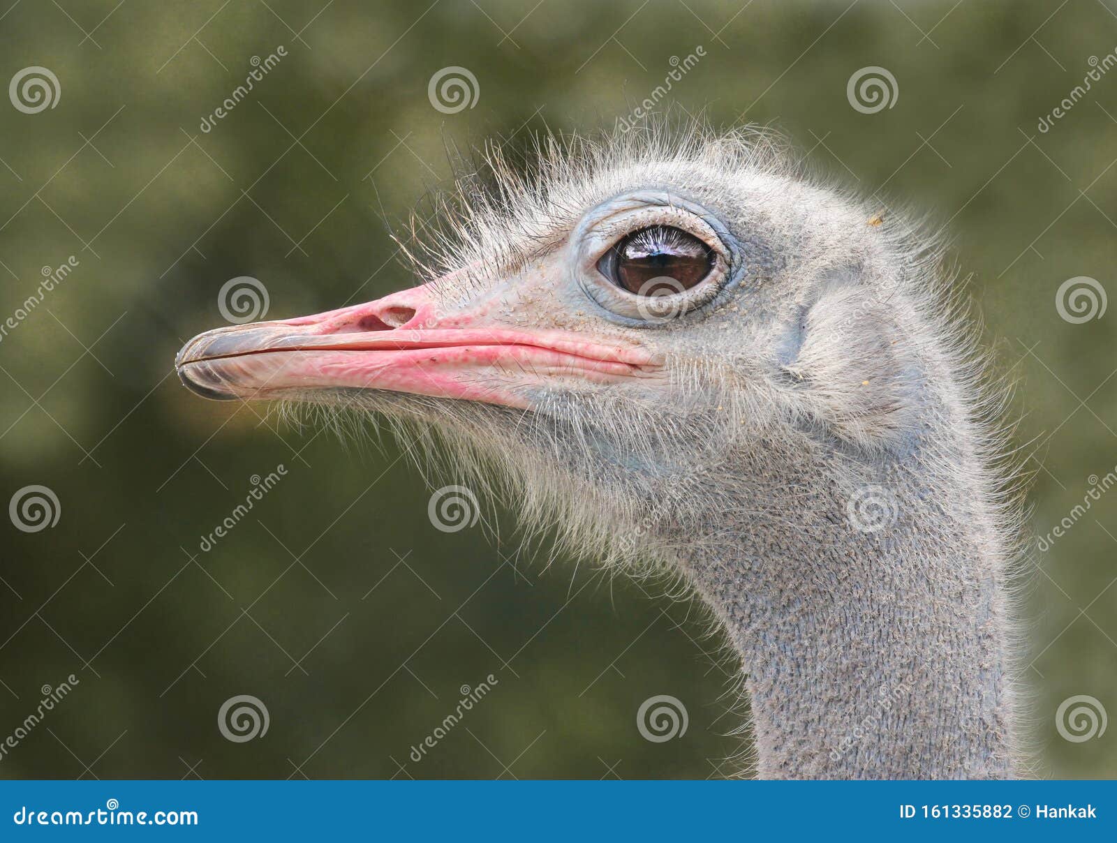 Portrait of an Ostrich from Profile Stock Photo - Image of stare, head ...