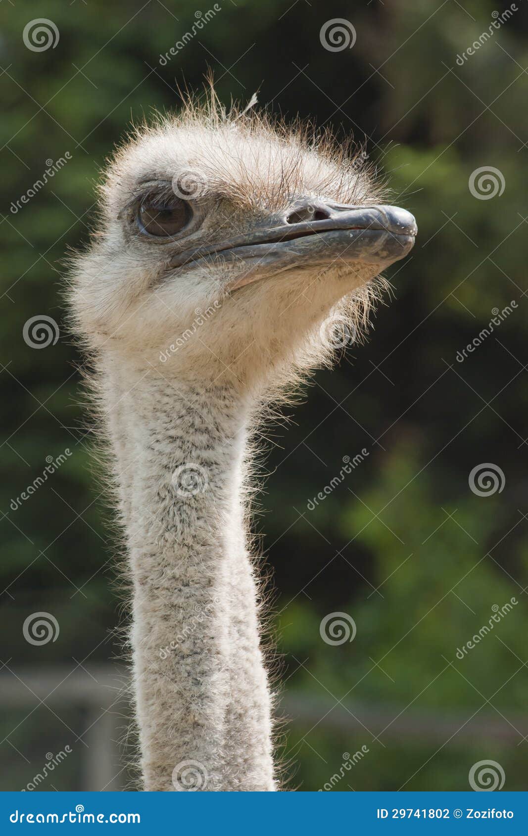 Ostrich portrait stock photo. Image of isolated, blue - 29741802