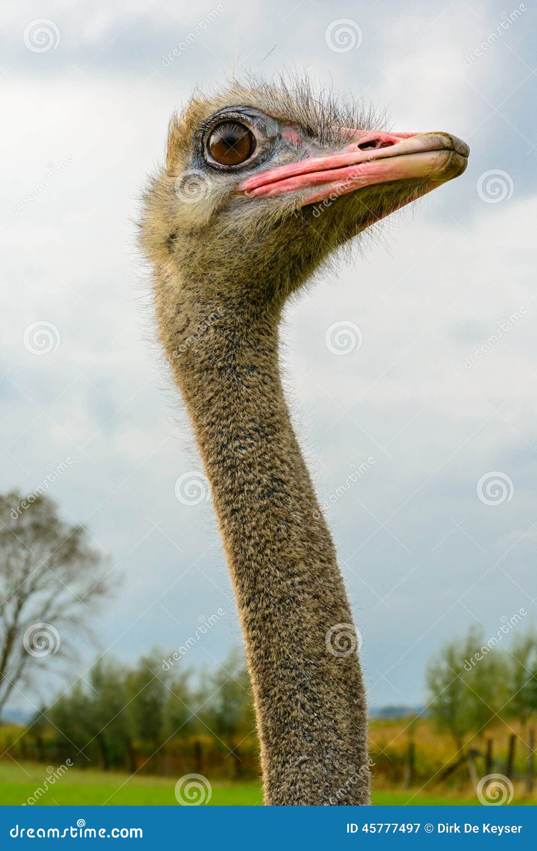 Portrait of an Ostrich stock image. Image of curiosity - 45777497