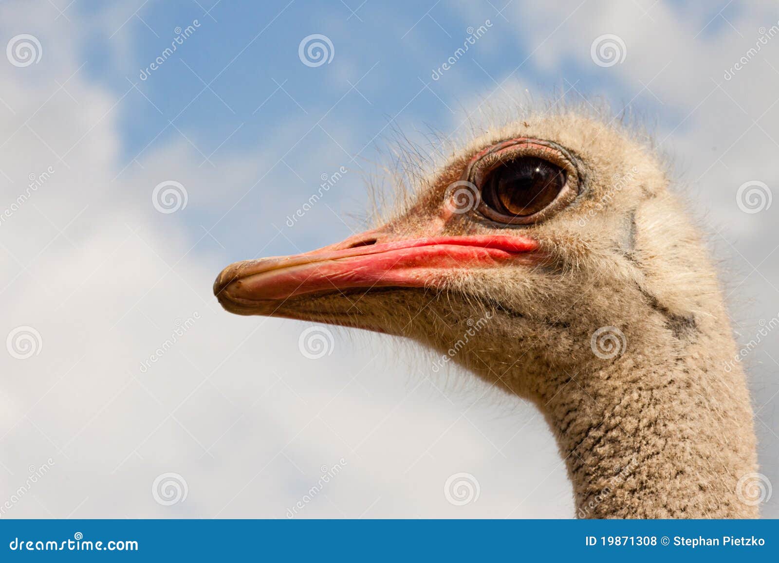 Portrait of Ostrich, Struthio Camelus Stock Photo - Image of bird ...