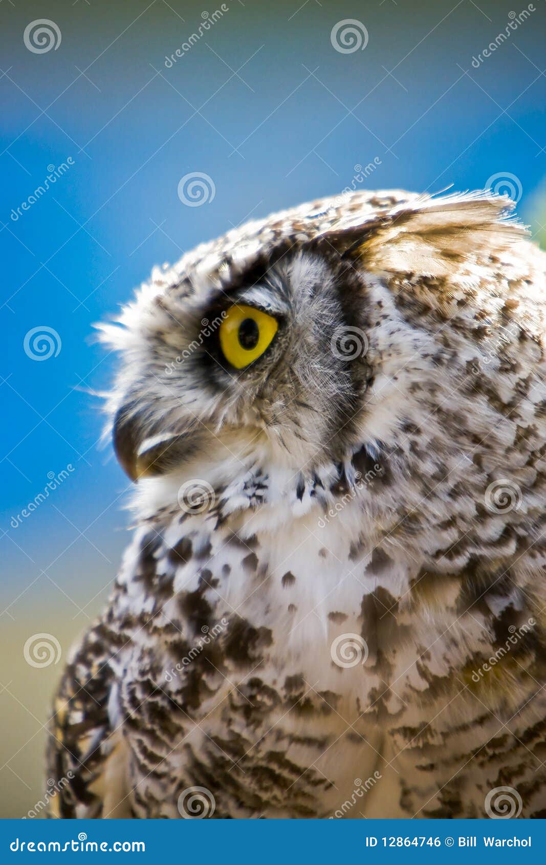 Portrait of an Owl stock photo. Image of flapping, habitat - 12864746