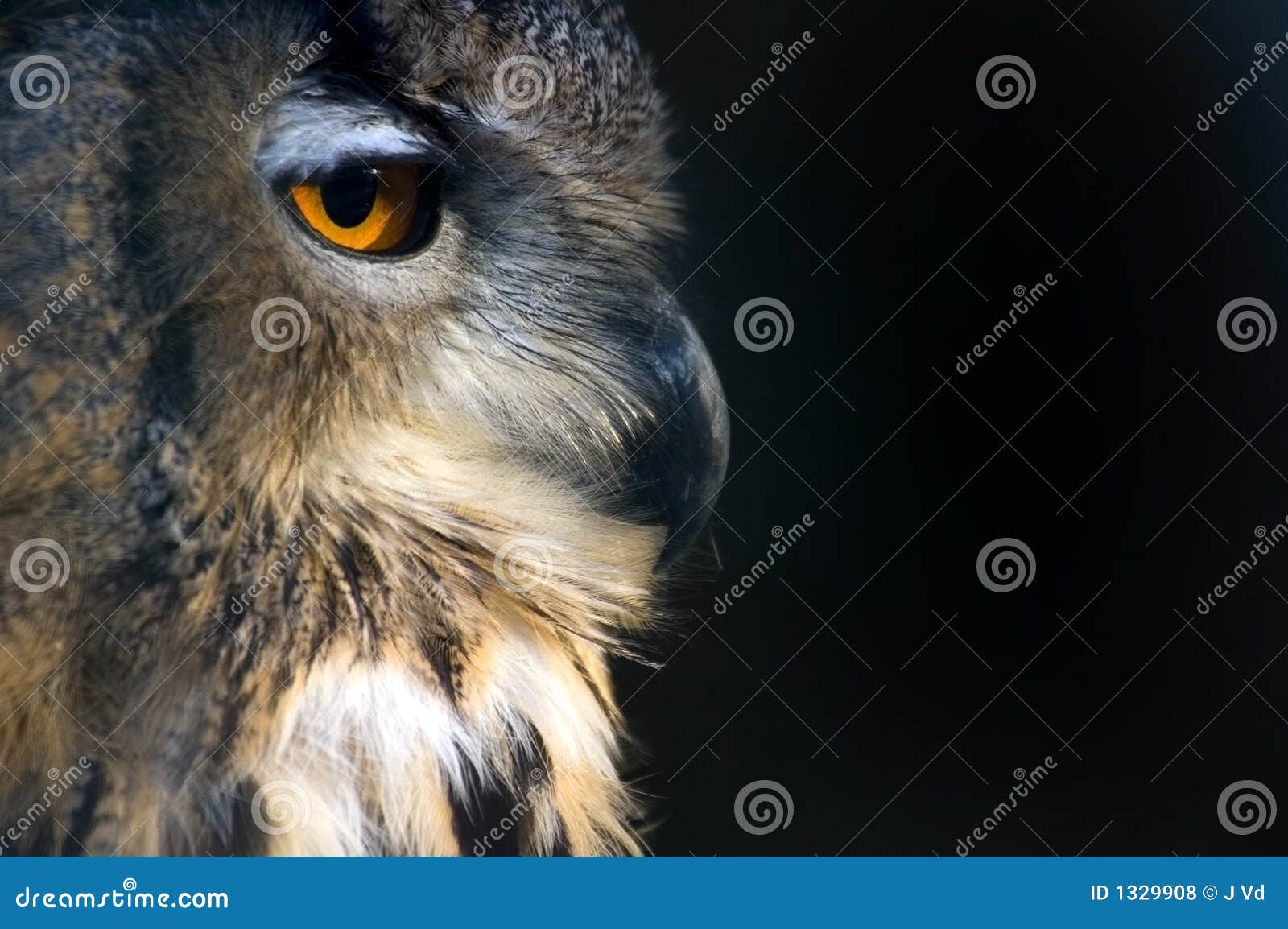Portrait of an owl stock photo. Image of avian, lone, reserved - 1329908