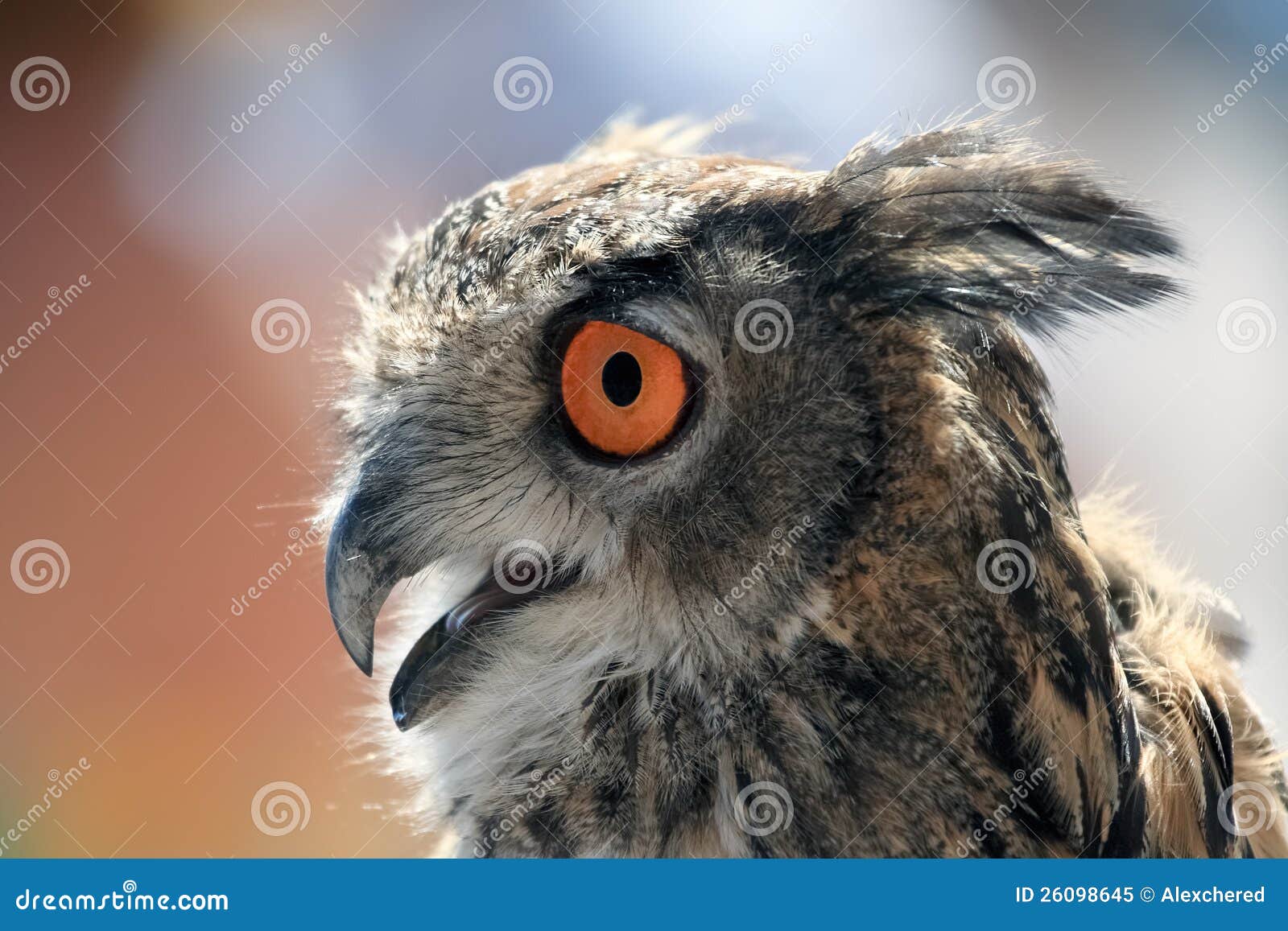 Head of Young Owl with Glowing Eyes Stock Image - Image of colorful ...