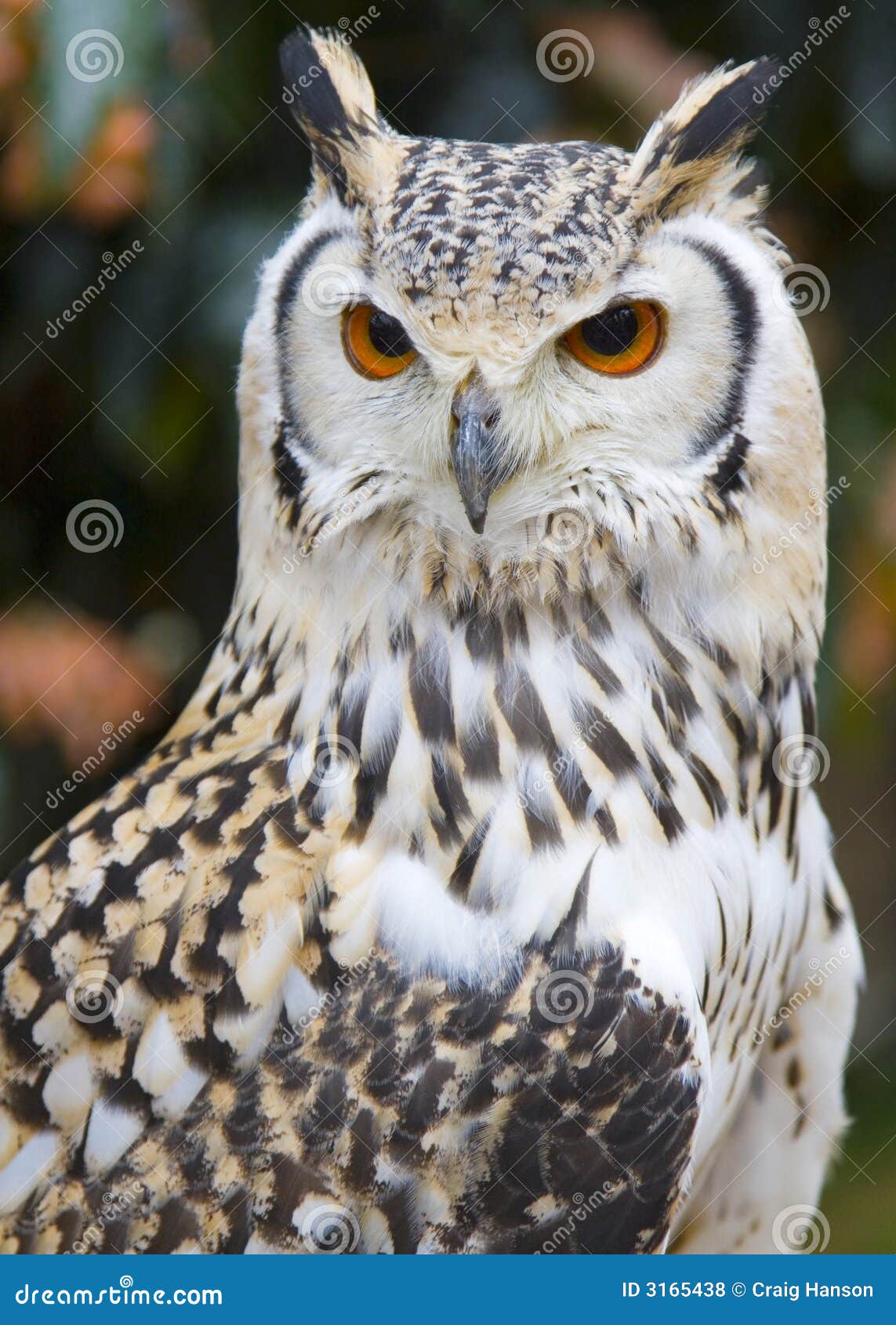 Portrait of an Owl stock photo. Image of bird, environment - 3165438
