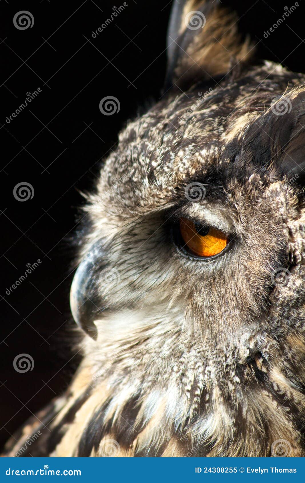 Portrait of an Owl in Closeup Stock Image - Image of raptor, look: 24308255