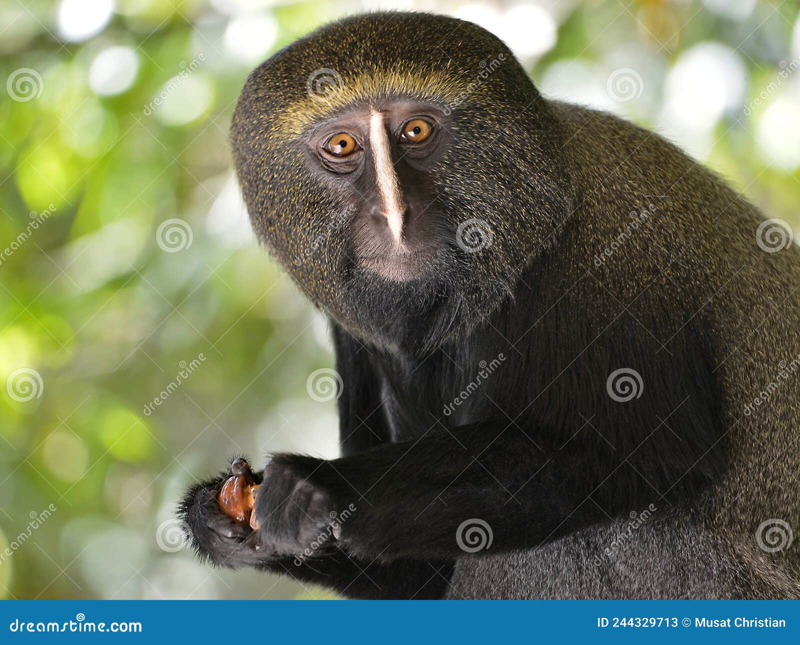 Portrait owl-faced monkey stock image. Image of looking - 244329713