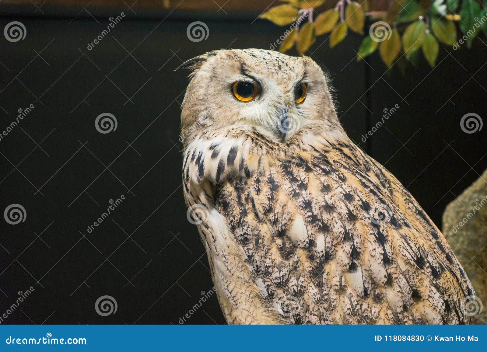 Owl looking backwards stock photo. Image of bird, nature - 118084830
