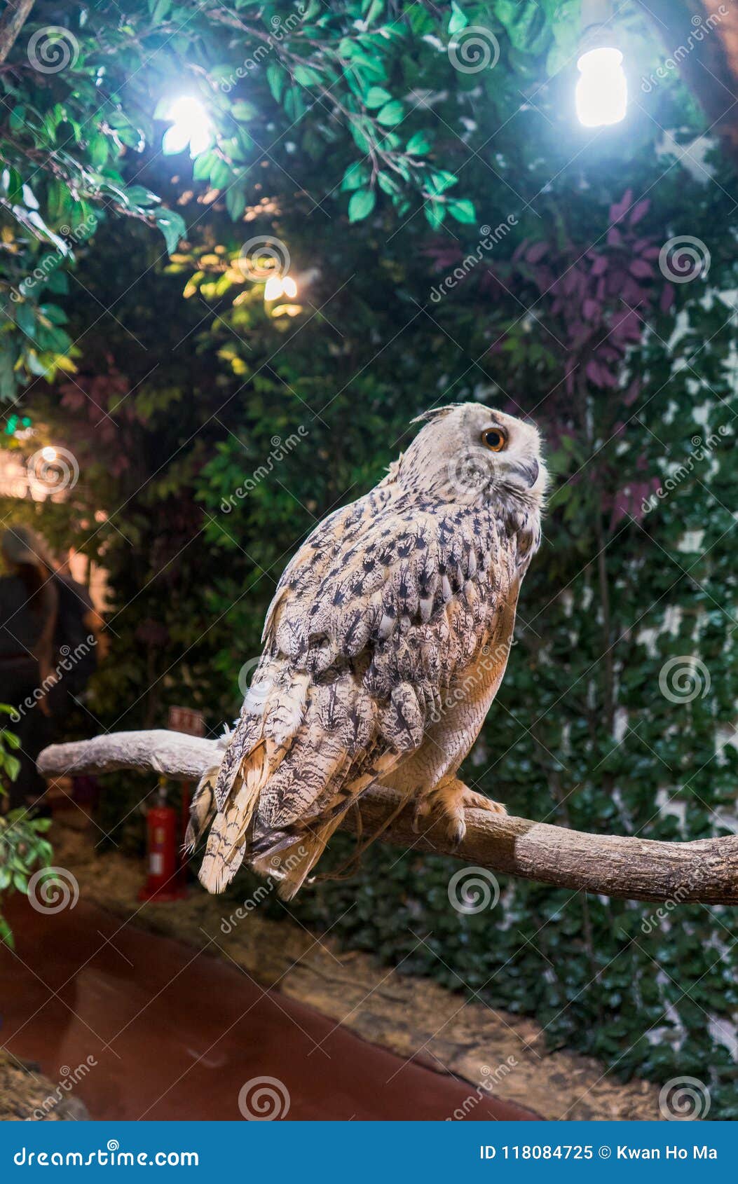 Owl looking backwards stock image. Image of bird, nature - 118084725