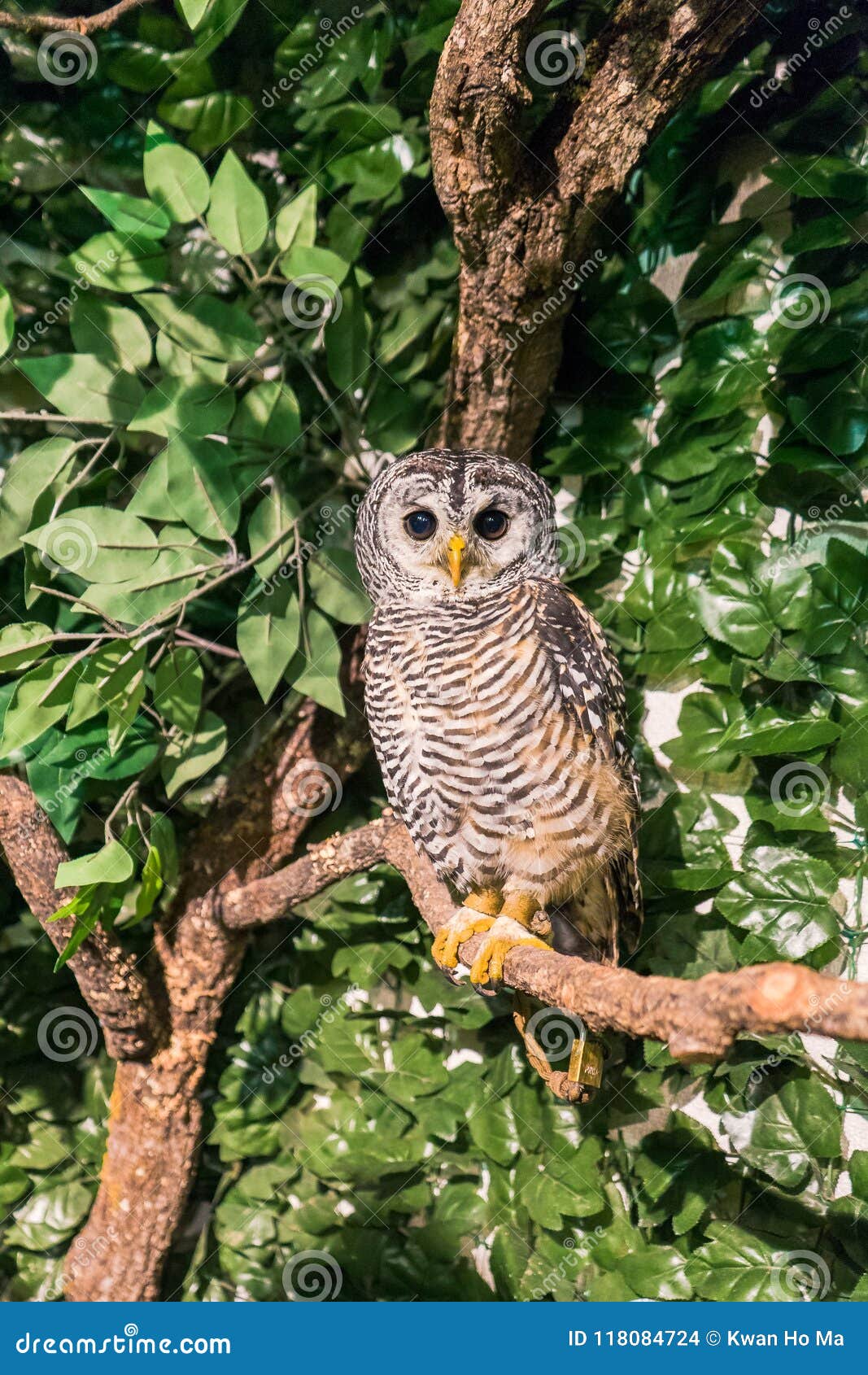 Owl looking at the camera stock photo. Image of portrait - 118084724