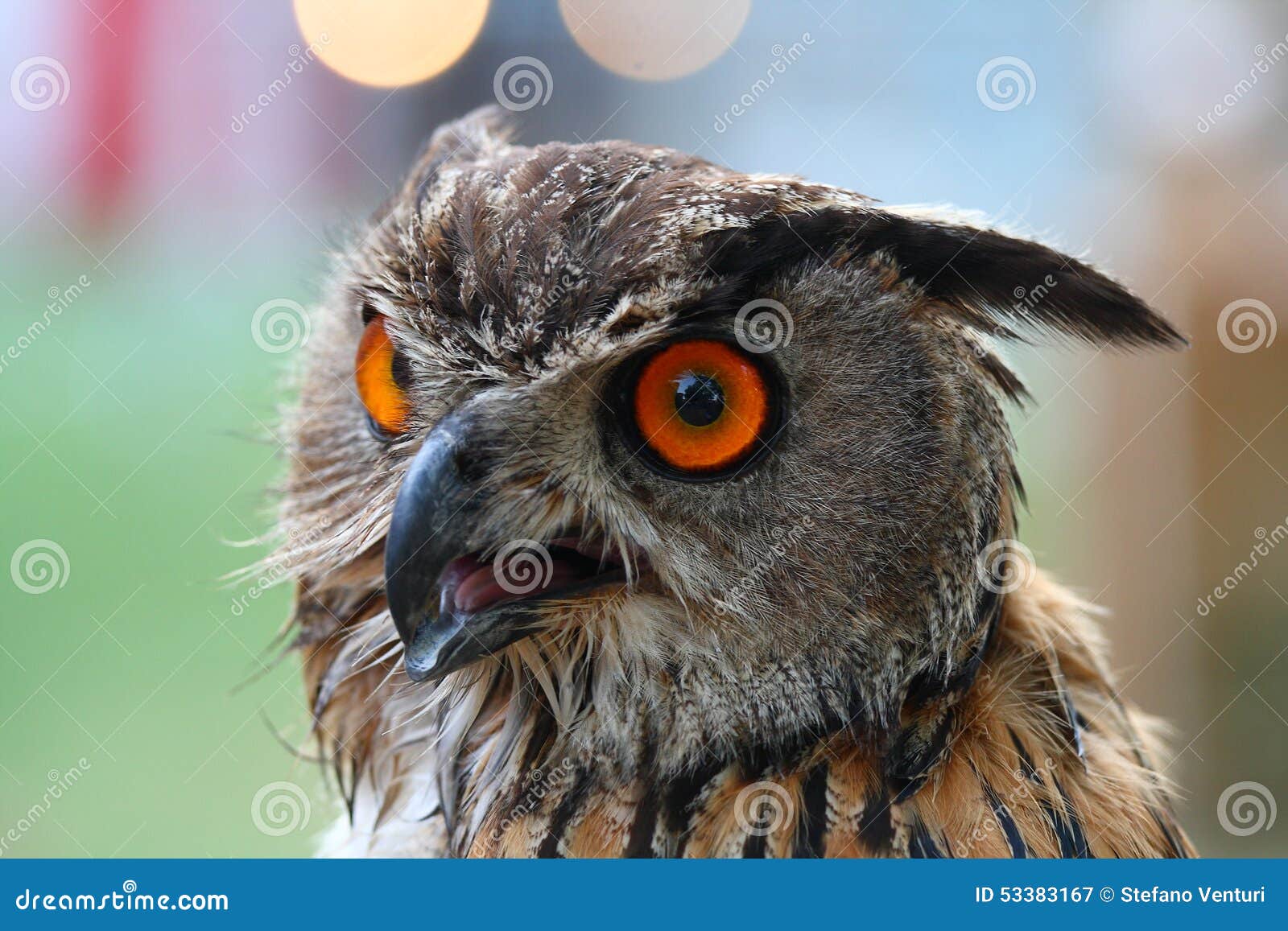 Portrait of a Owl with Red Eyes Stock Image - Image of wildlife, great ...