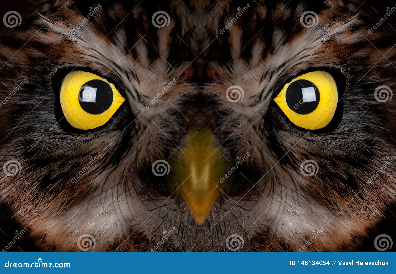 Portrait of an Owl with Yellow Stock Photo - Image of wildlife ...