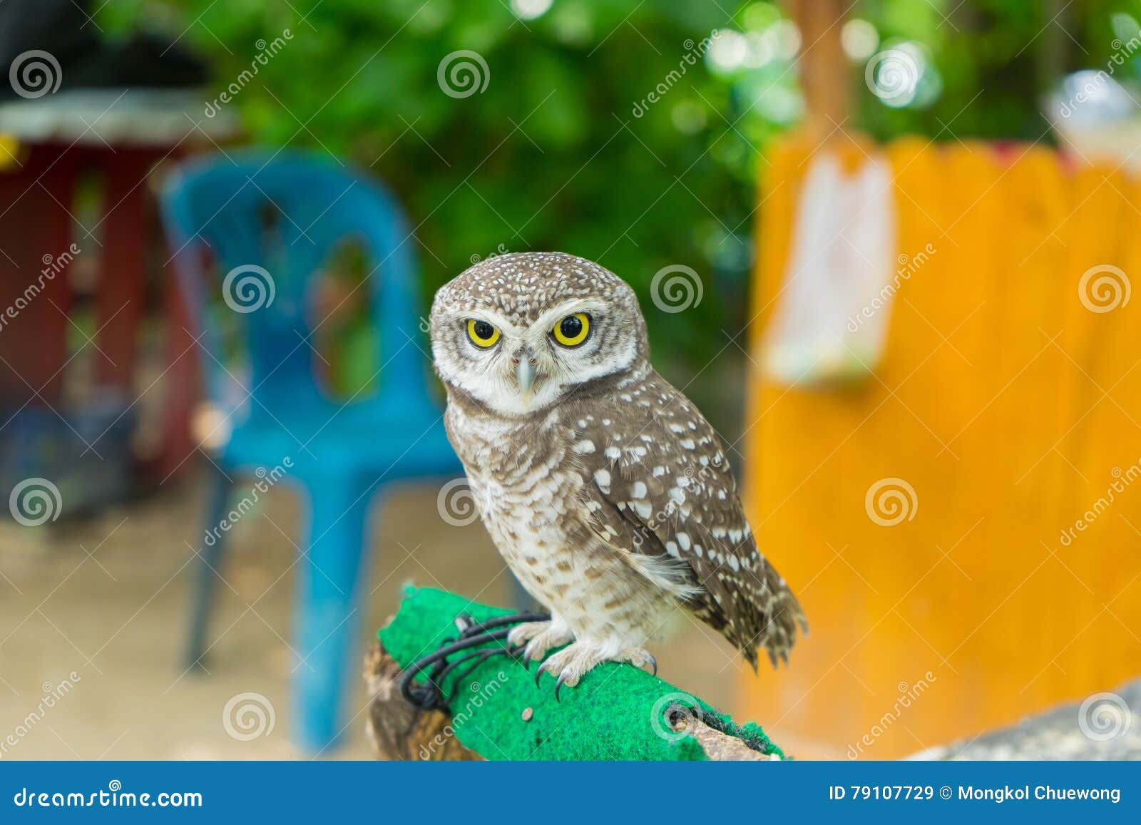 Portrait of an Owl in Zoo stock image. Image of austria - 79107729