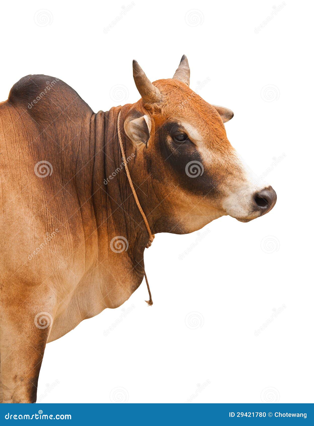 Portrait of an ox stock photo. Image of black, cattle - 29421780