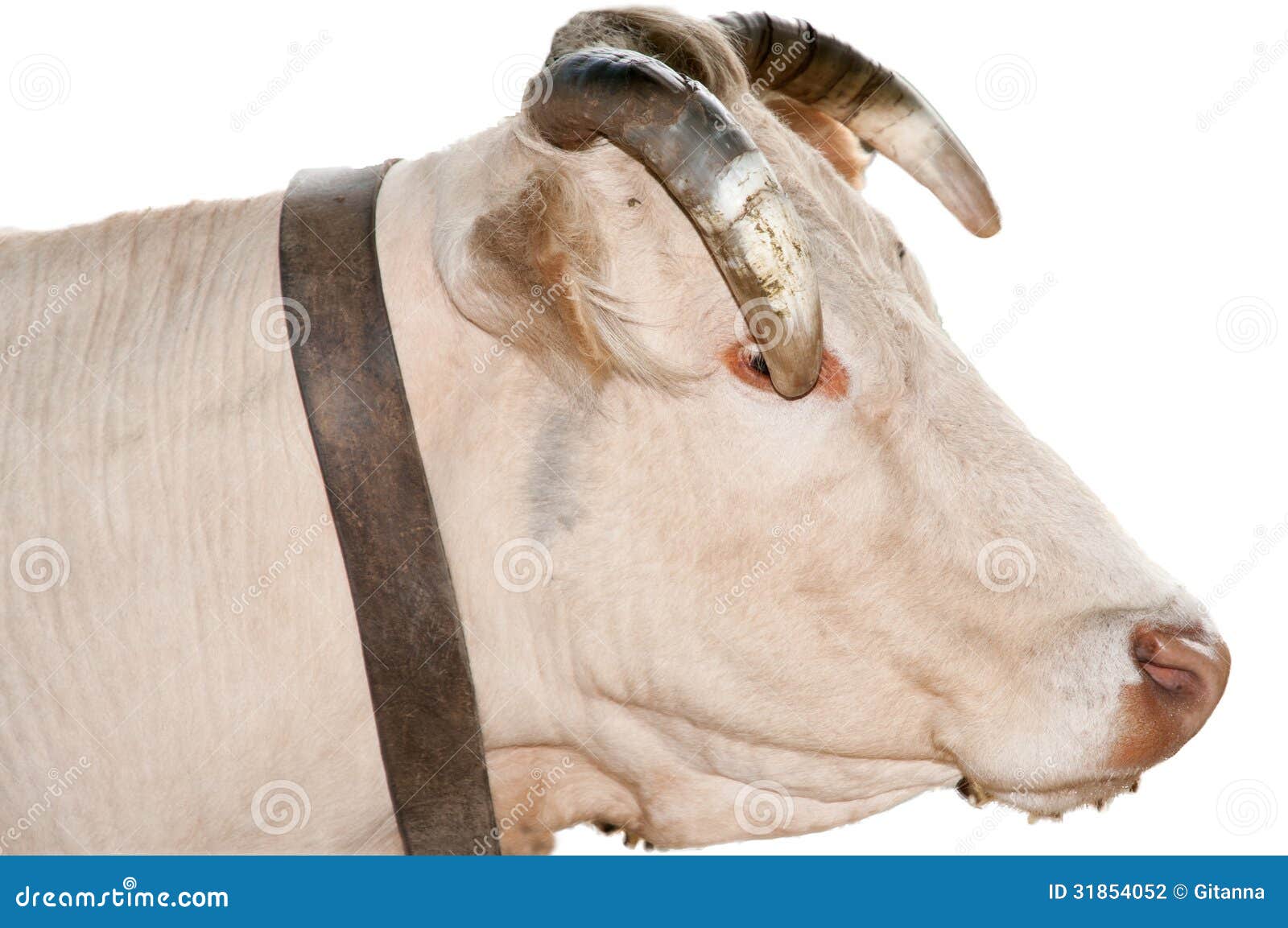 Portrait of an ox stock photo. Image of brown, beef, cattle - 31854052