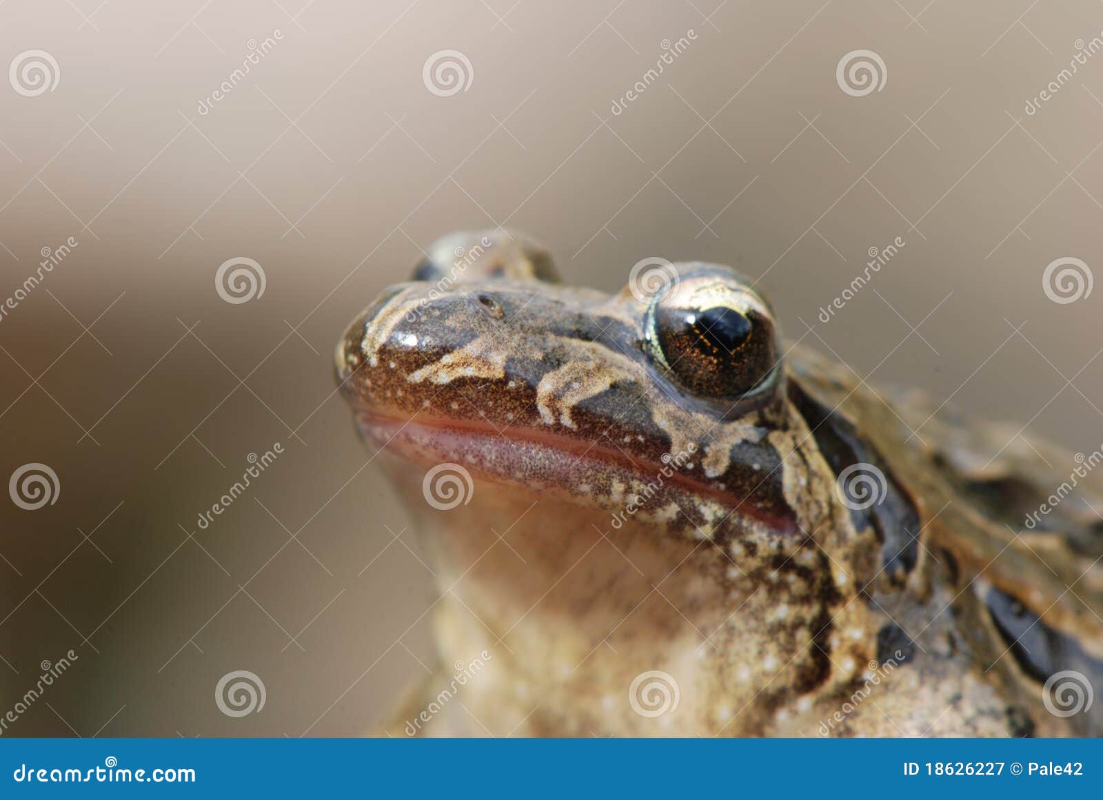 Portrait of a painted frog stock image. Image of discoglossus - 18626227