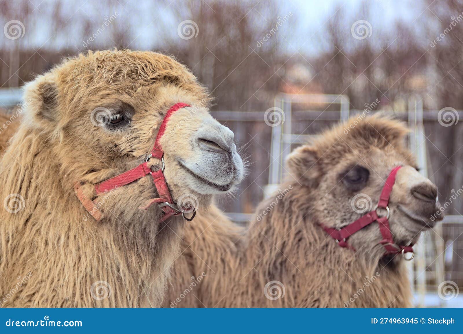 Portrait of a Pair of Camels Together. Close-up Stock Image - Image of ...