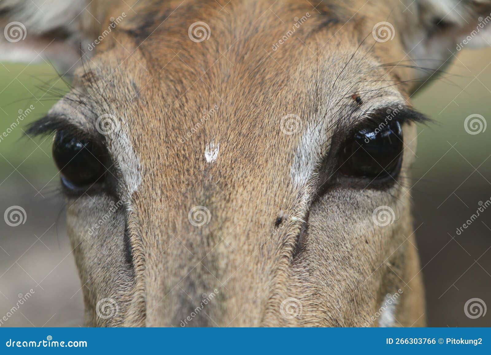 Portrait of a Pair of Deer Eyes Stock Photo - Image of face, portrait ...