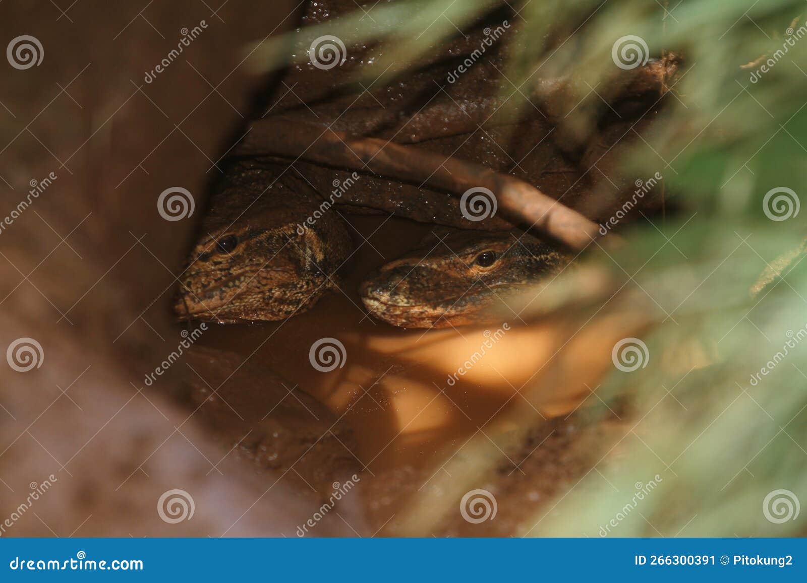 Portrait of a Pair of Lizards in a Hole Stock Image - Image of insect ...