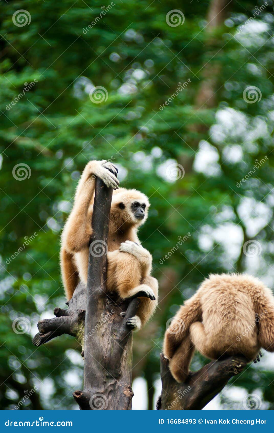 A Pair Of Monkeys In The Open Nature, Look After Each Other. On Vulcan ...