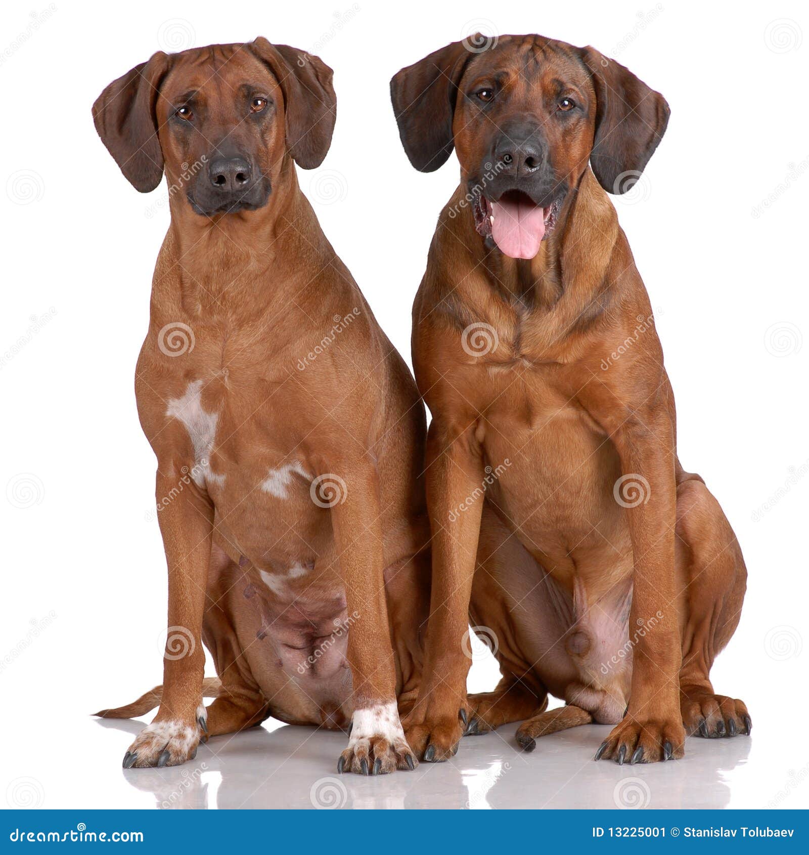 Portrait of Pair of Rhodesian Ridgeback Stock Image - Image of puppy ...