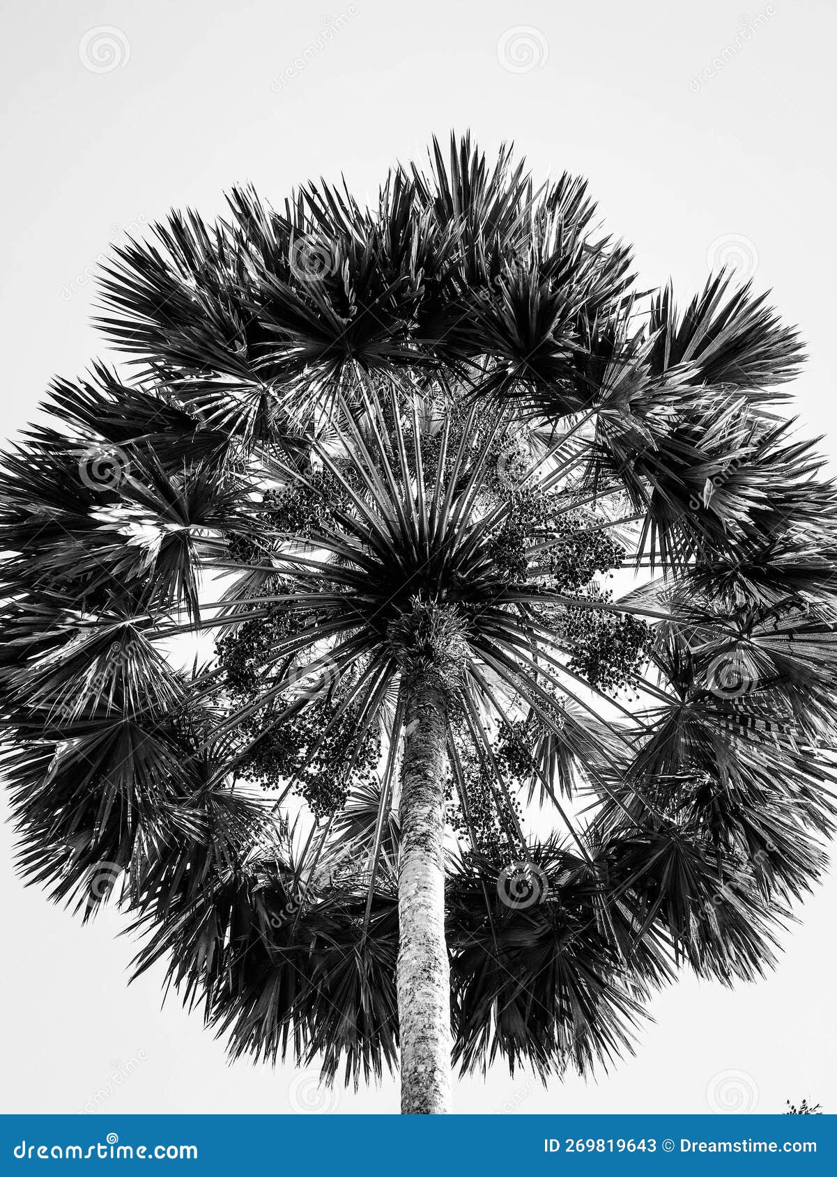 Portrait of a Palm Tree in Black and White Stock Image - Image of palm ...