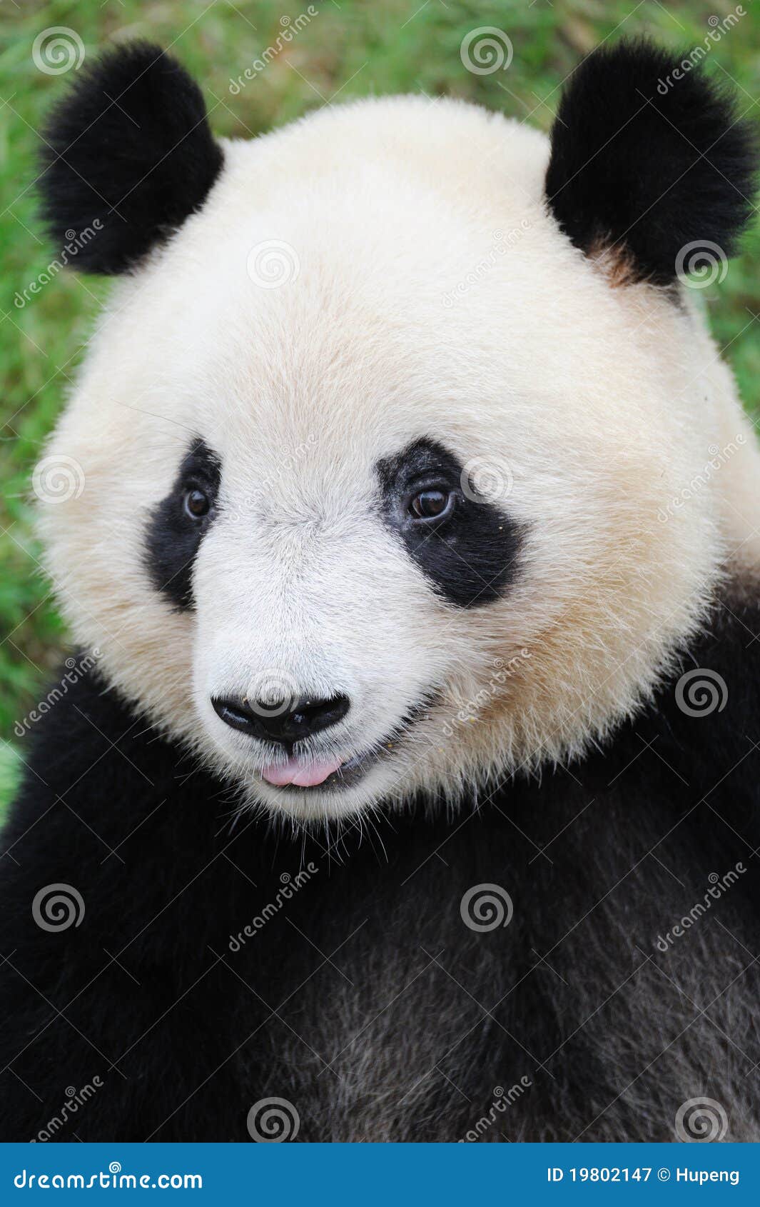 Portrait of a panda stock image. Image of chengdu, pandas - 19802147