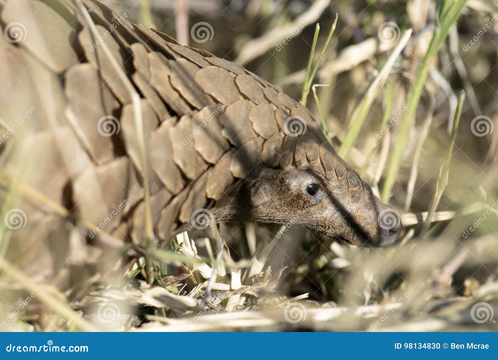 Pangolin stock photo. Image of portrait, pholidota, scales - 98134830