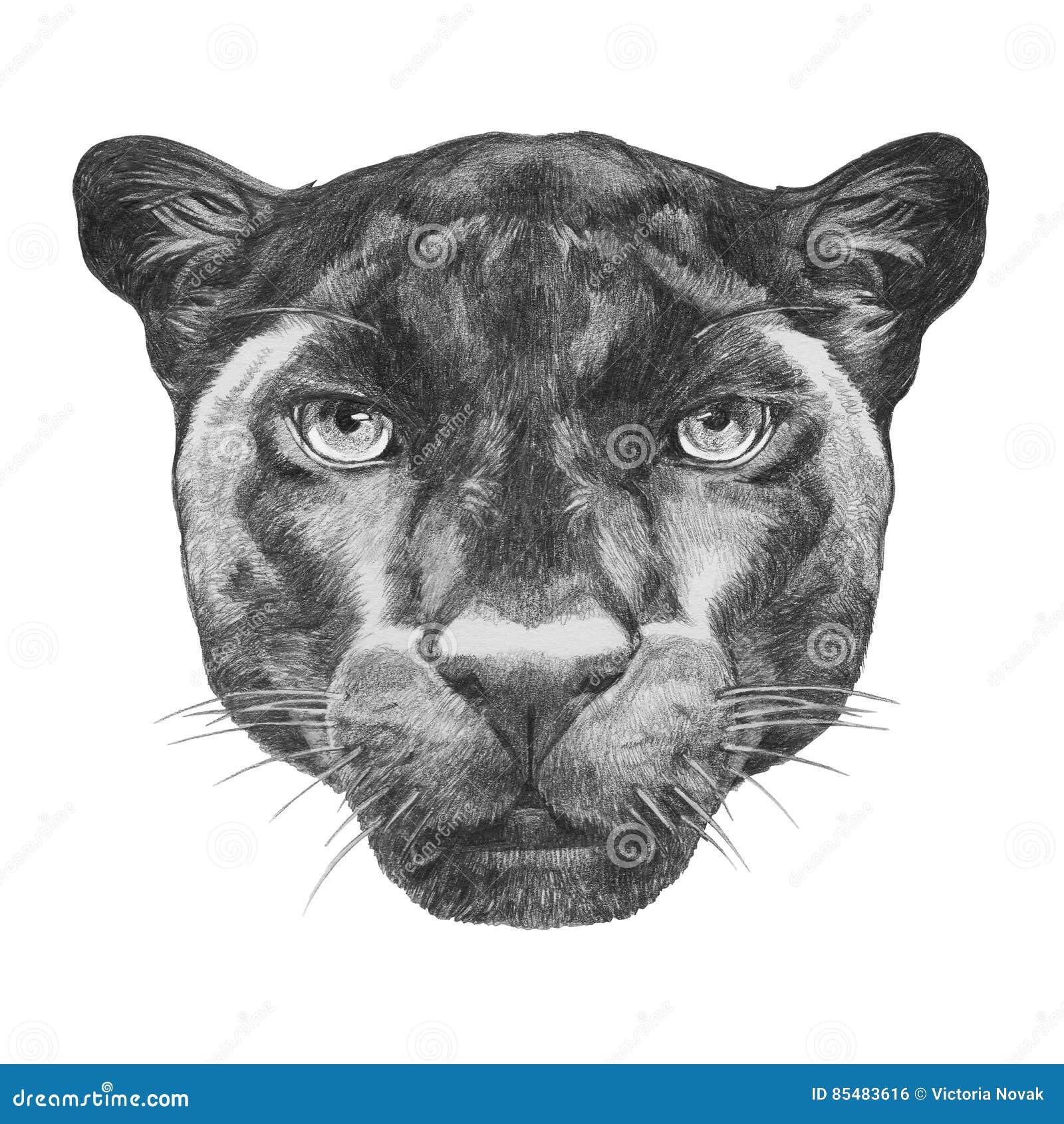 Portrait of Panther. stock illustration. Illustration of beauty - 85483616