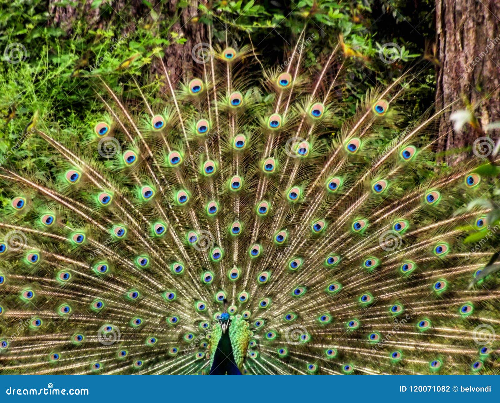 Paon stock photo. Image of portrait, paon, male, garden - 120071082