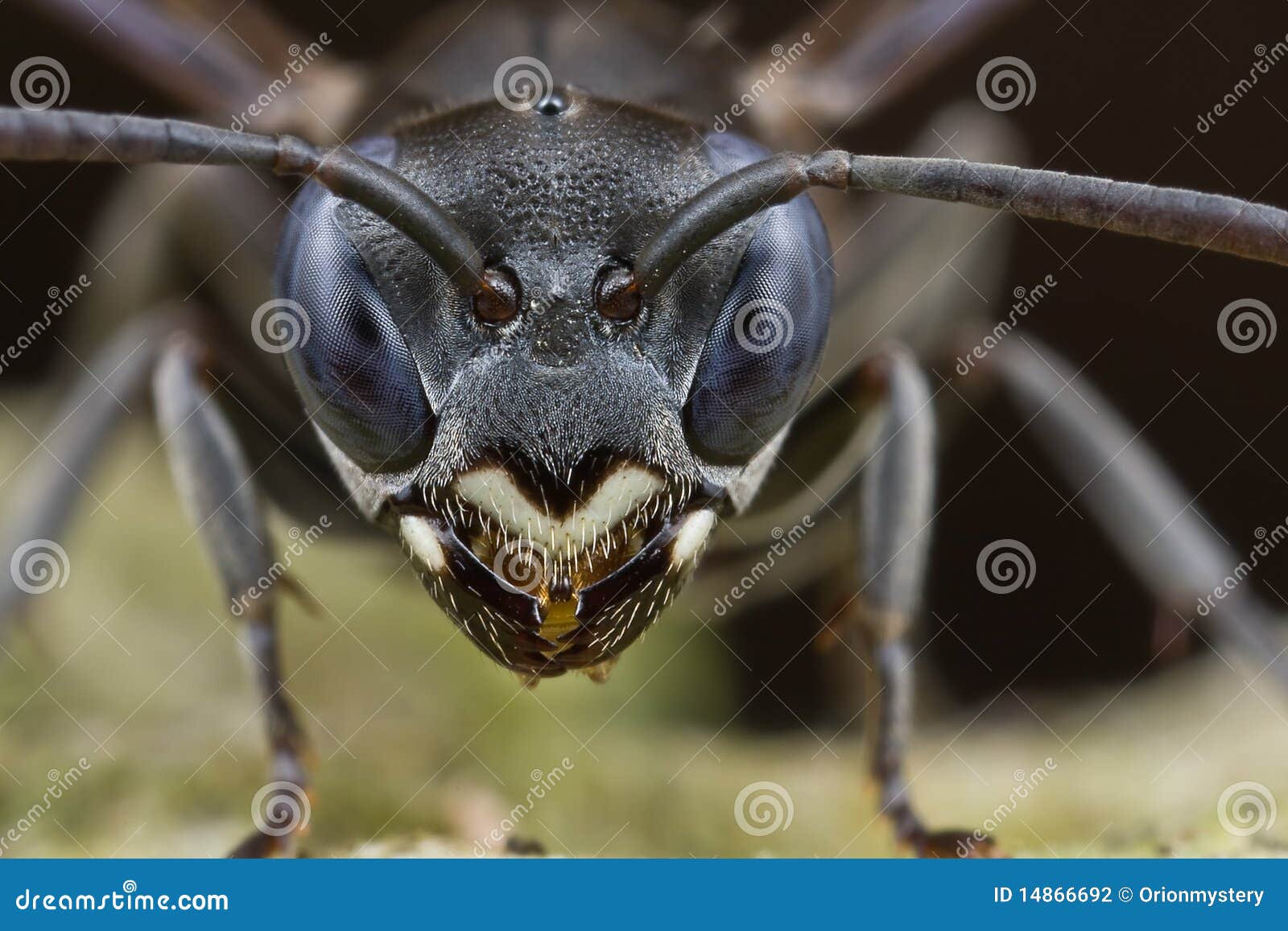 Portrait of a paper wasp stock photo. Image of animal - 14866692