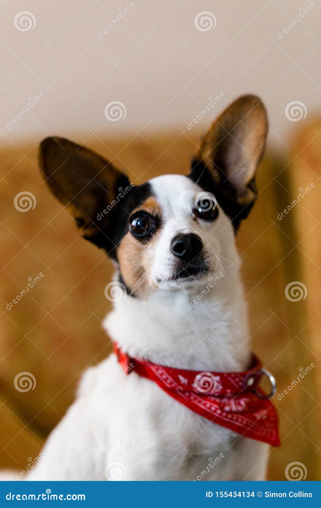 Papijack Puppy Stock Photos - Free & Royalty-Free Stock Photos from ...