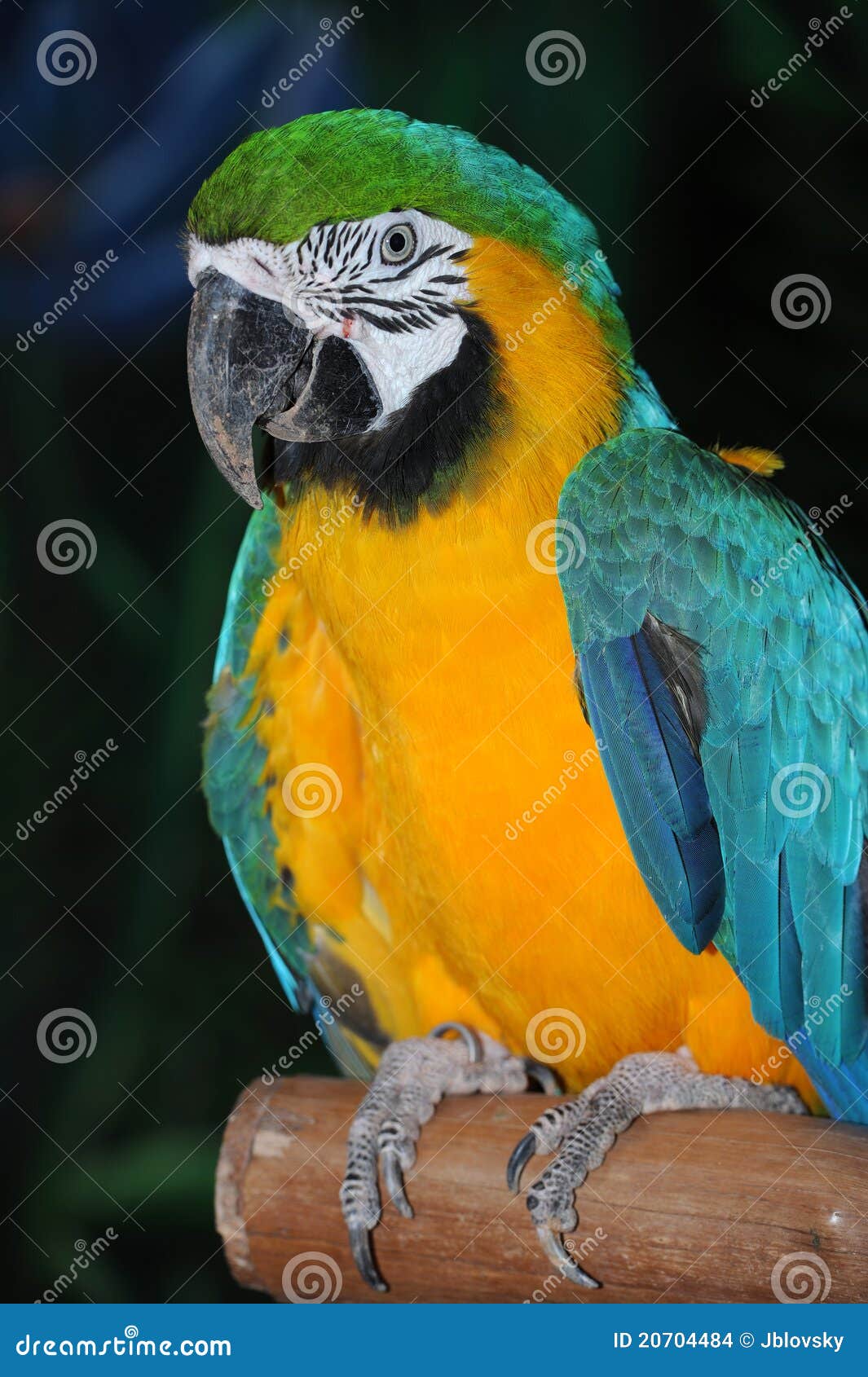 Portrait of a parrot stock photo. Image of parrot, holiday - 20704484