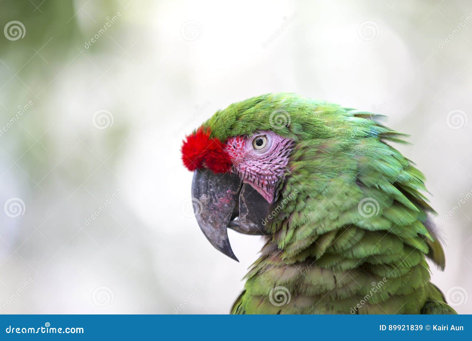 Portrait of a parrot stock image. Image of happiness - 89921839