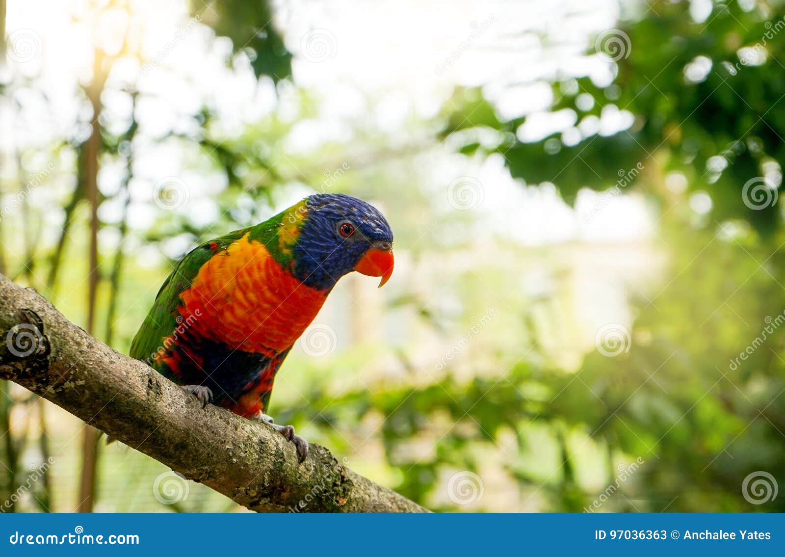 Portrait of parrot stock image. Image of tropical, portrait - 97036363