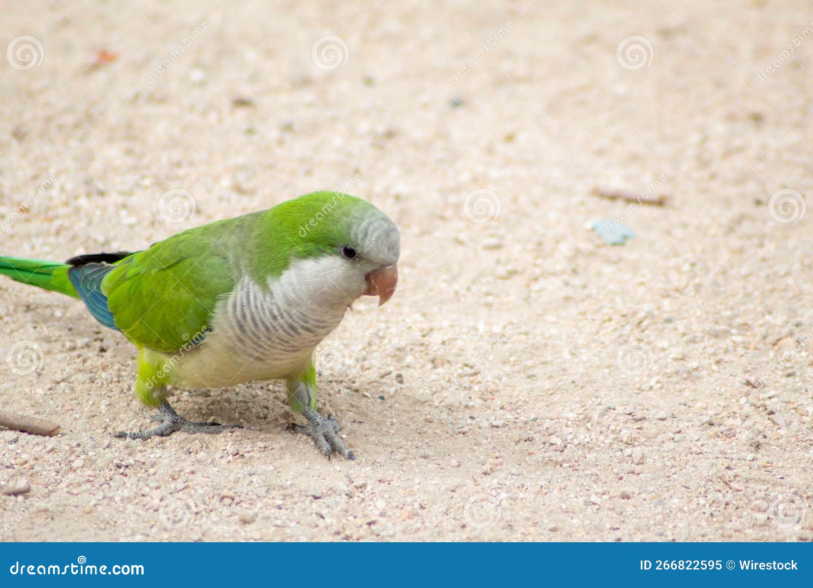 Portrait of a Parrot Walking through the Sand. Stock Image - Image of ...