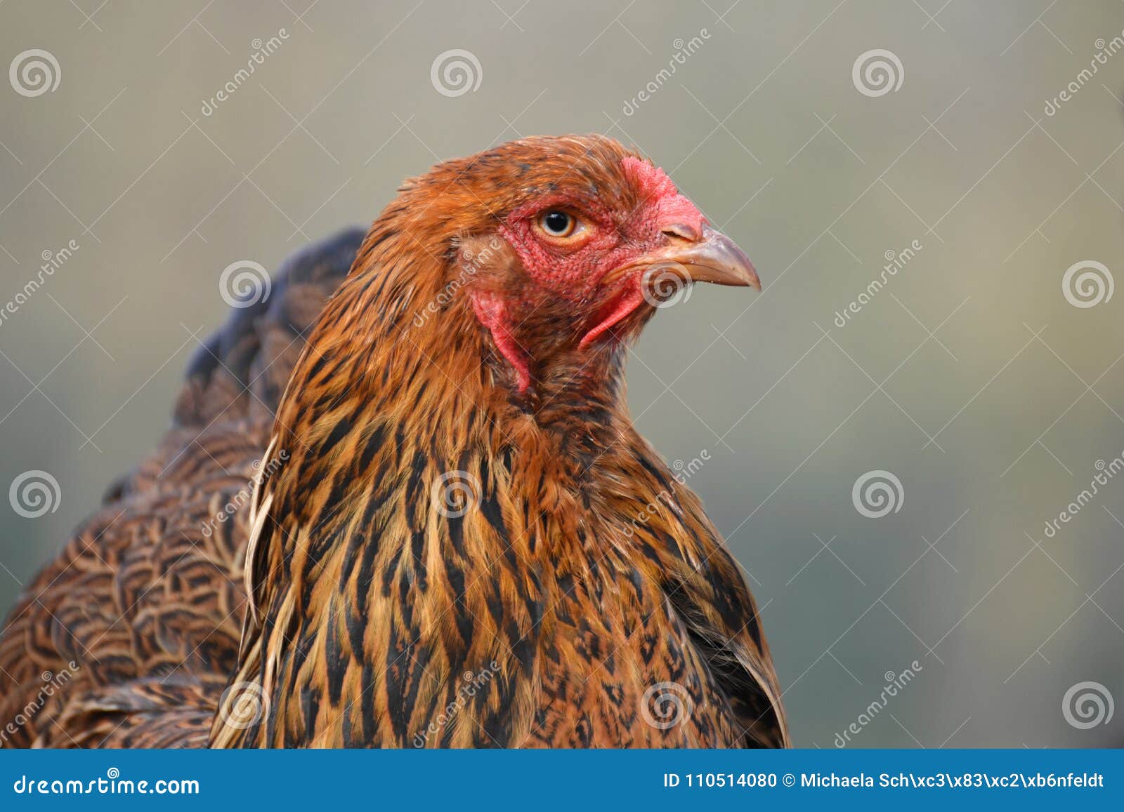 Portrait of a Partridge Colored Hen Stock Photo - Image of outside ...