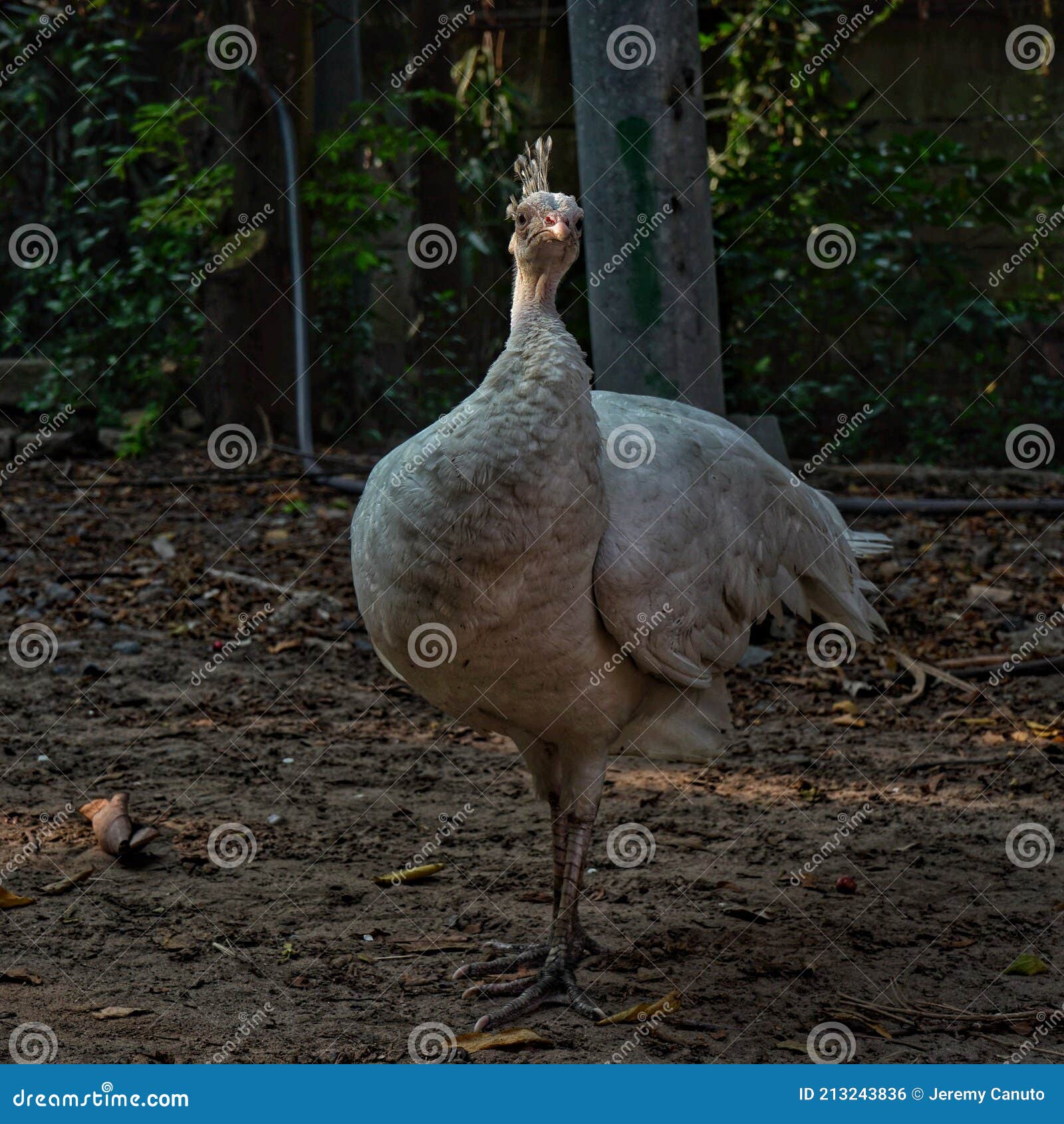 Portrait of pea hen stock photo. Image of bird, duck - 213243836