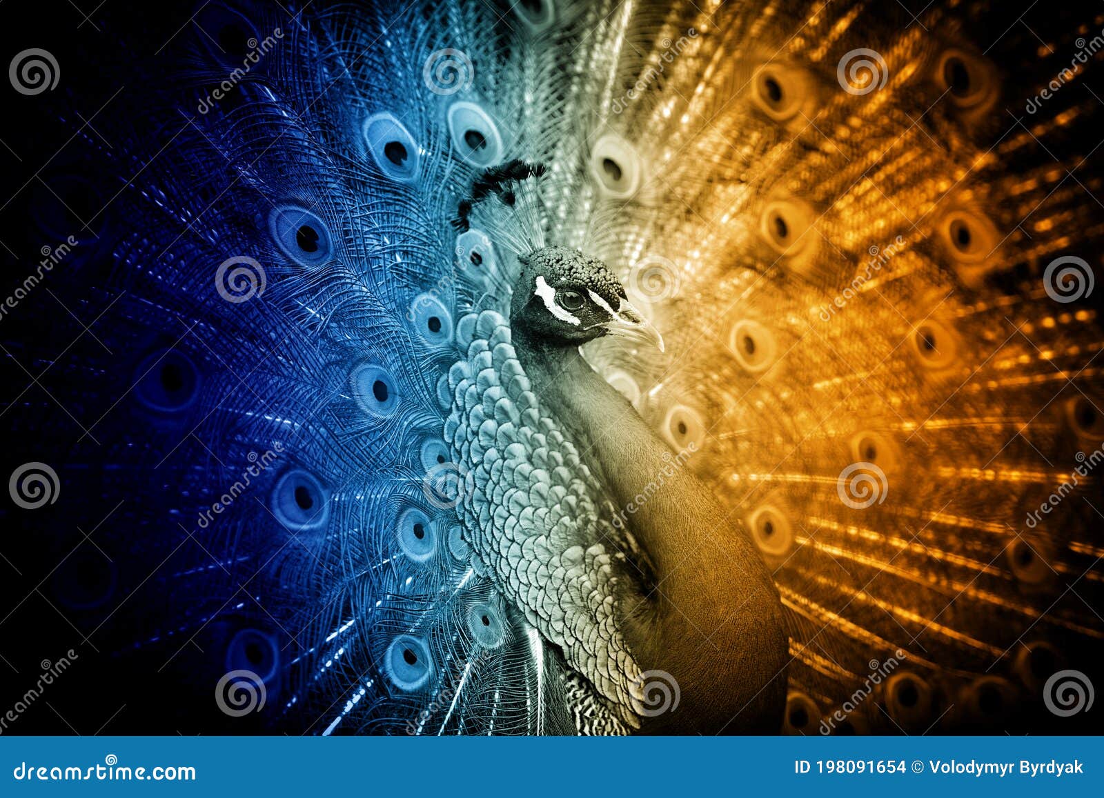 Portrait of Peacock in a Hot and Cold Shade Stock Photo - Image of ...