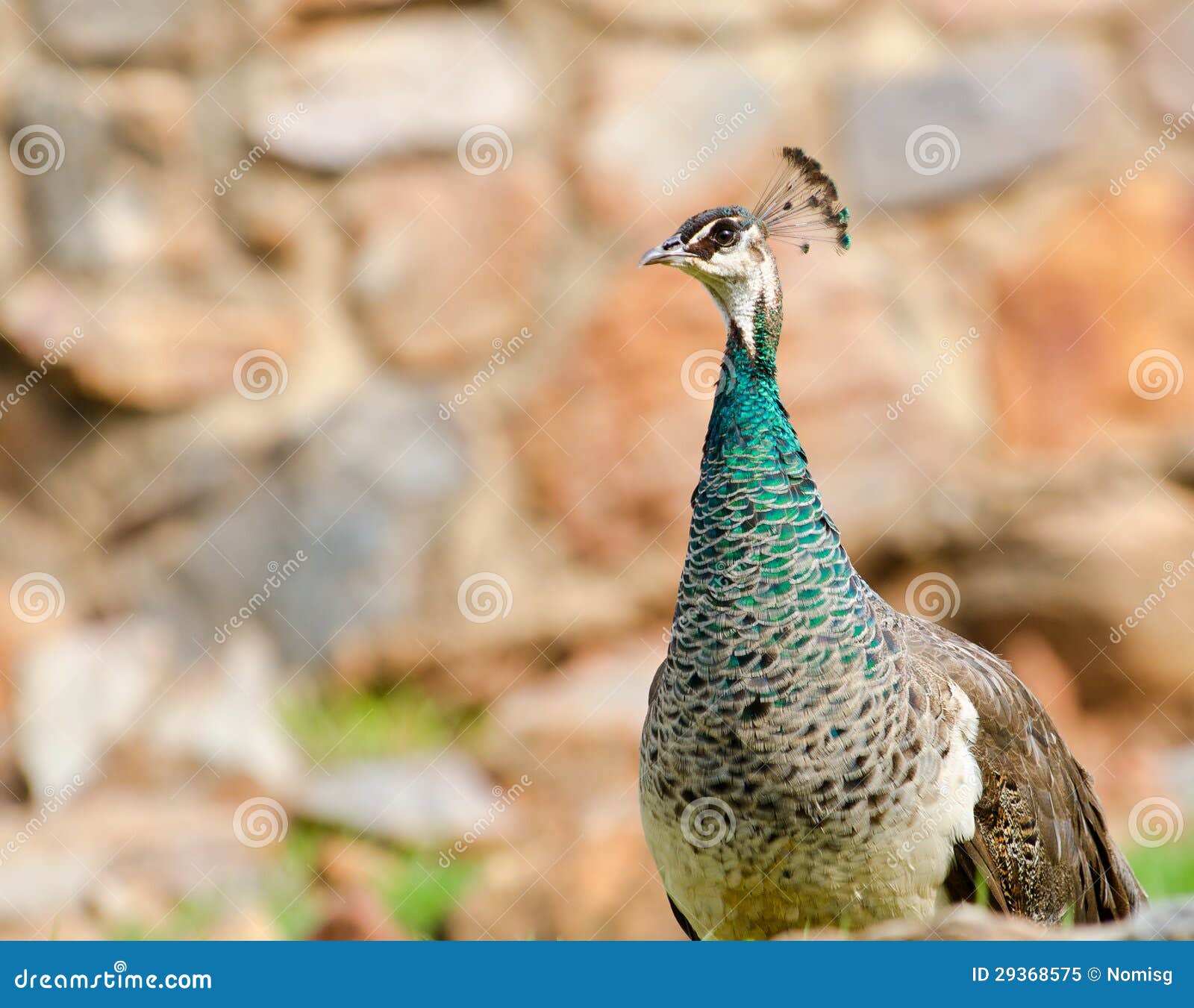 Portrait of a Peahen stock image. Image of backgound - 29368575