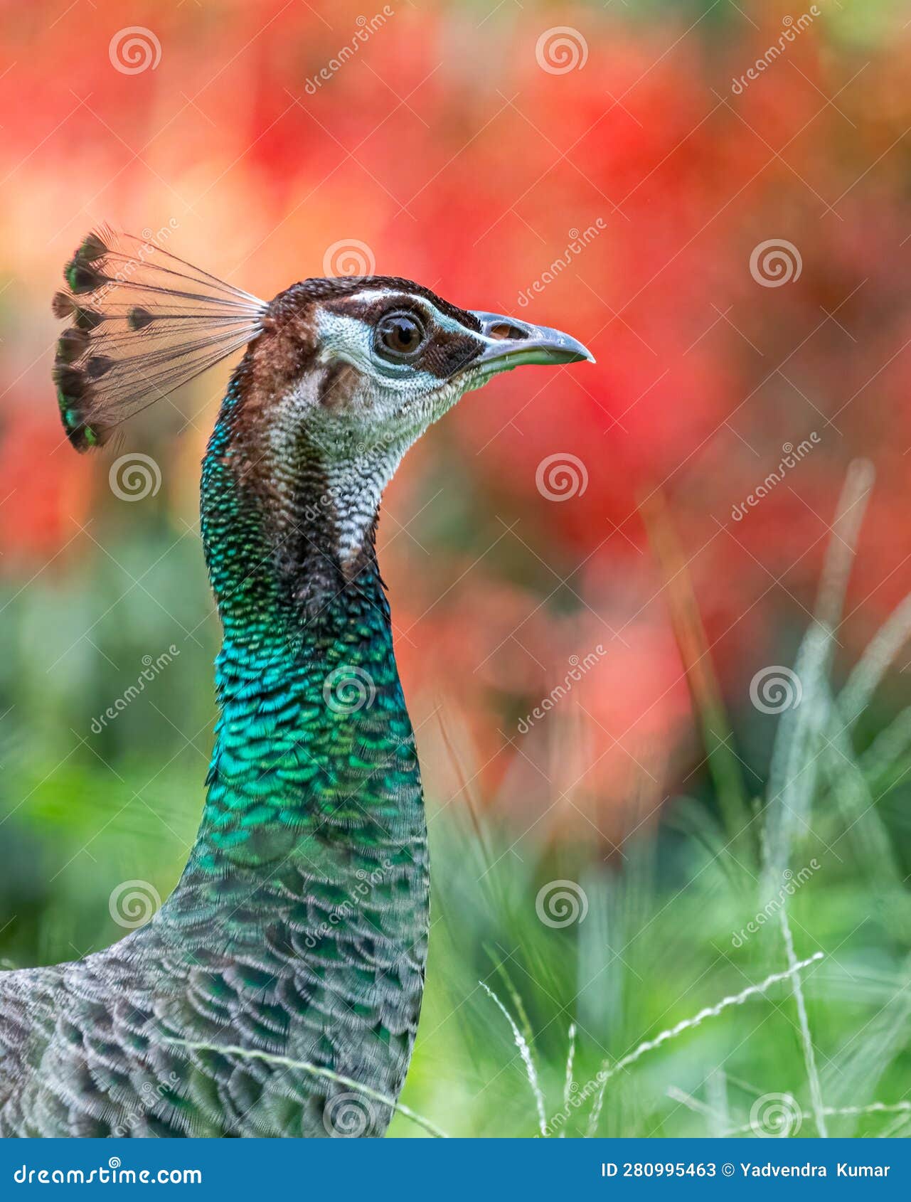Portrait of a peahen stock image. Image of elegant, pretty - 280995463