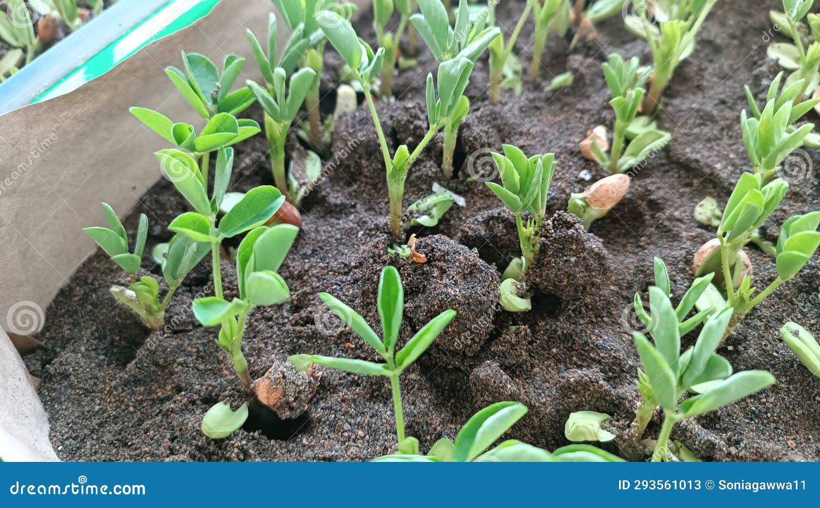 Portrait of Peanut Seed Germination in Sand Test Medium Stock Image ...