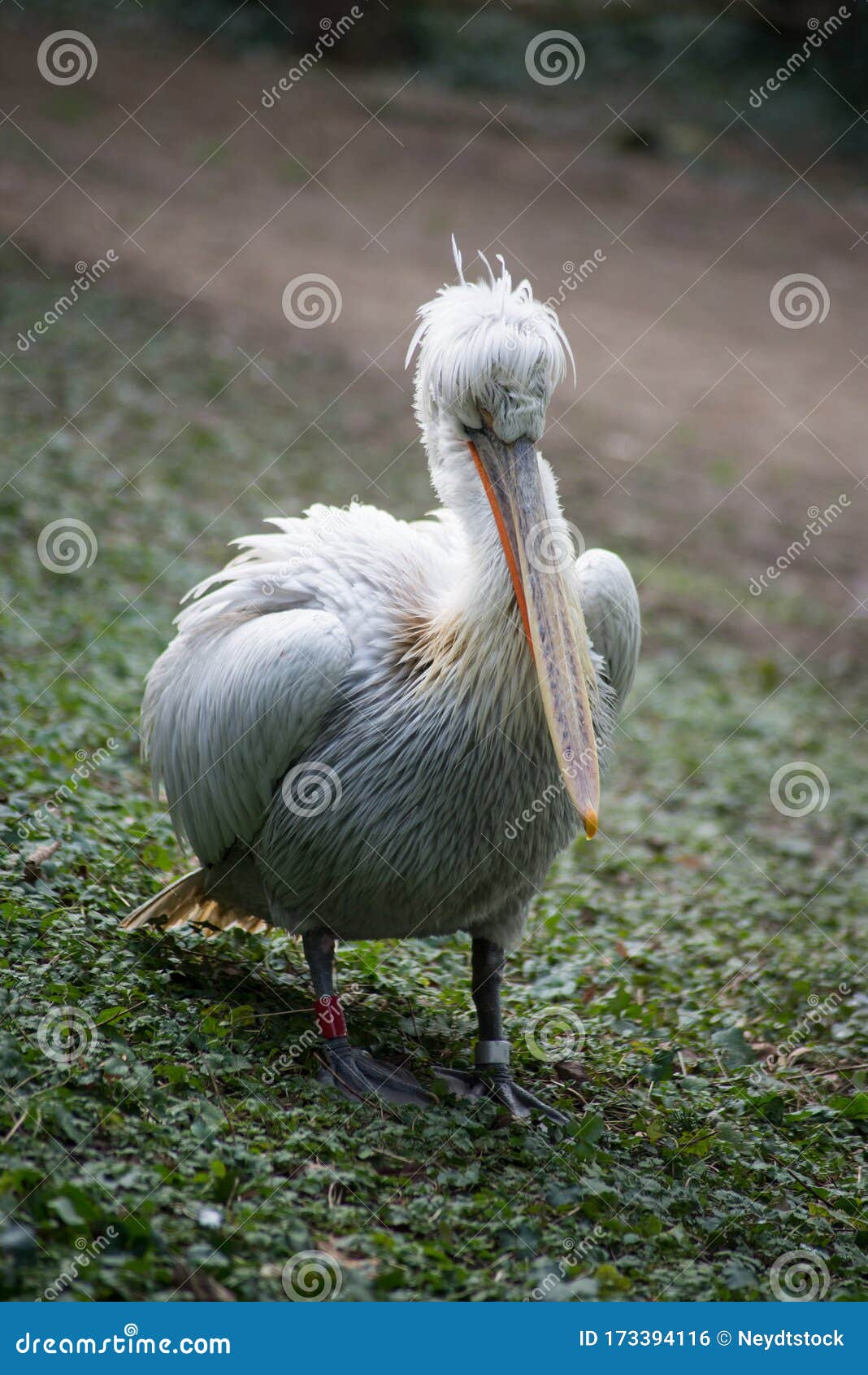 Pelican Standing in the Grass Stock Photo - Image of color, natural ...