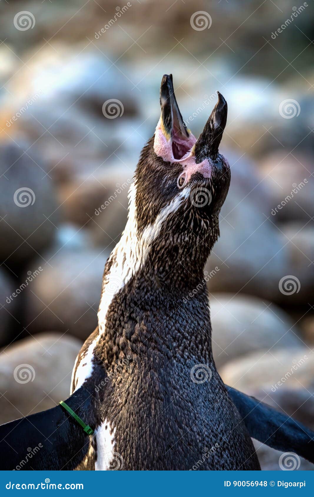 Portrait of penguin stock photo. Image of bird, penguin - 90056948