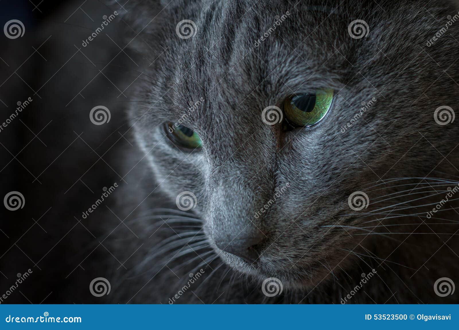 Portrait of a pensive cat stock photo. Image of portrait - 53523500